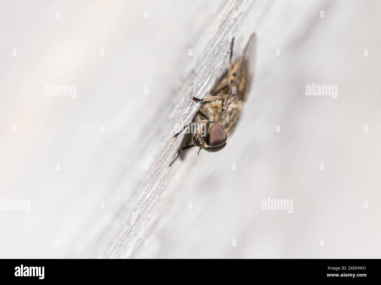 Perched Band-Eyed Brown Horsefly (Tabanus bromius) in Richmond Park ...