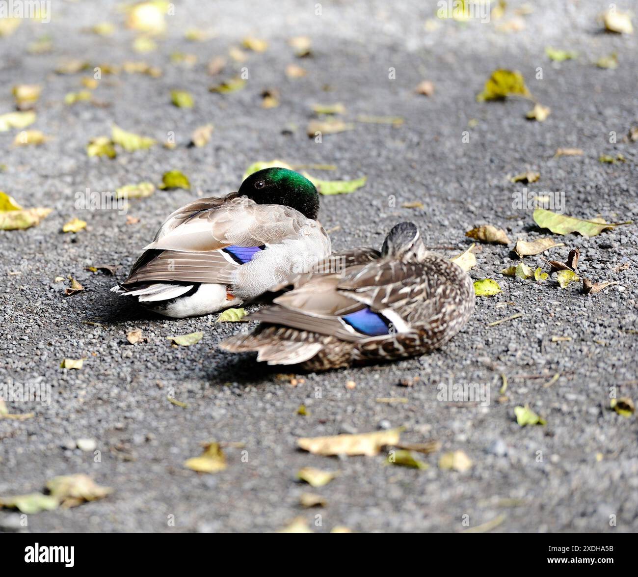 MR and Mrs Mallard sitting together Stock Photo - Alamy