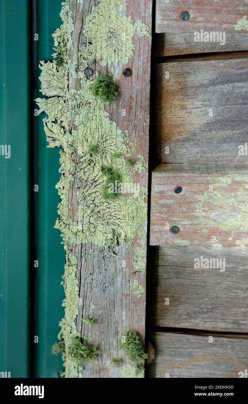 algae growing on a timber frame building Stock Photo - Alamy