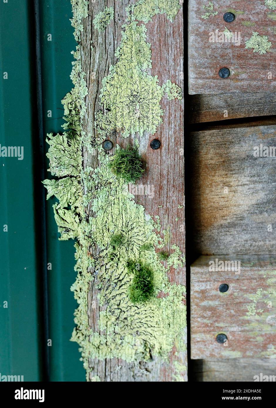 algae growing on a timber frame building Stock Photo - Alamy