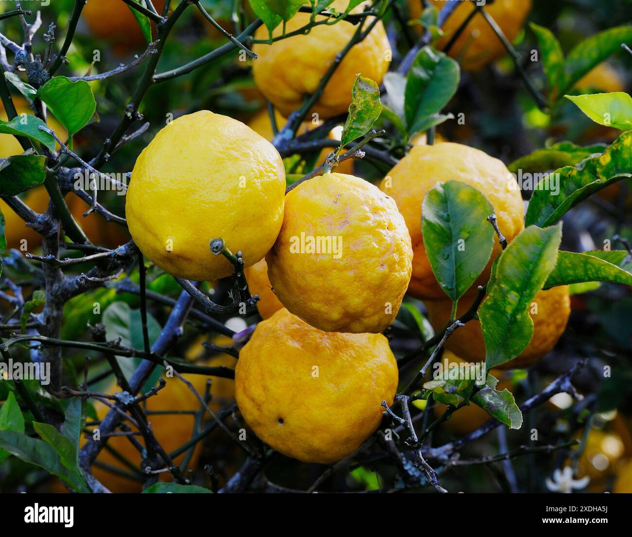 Yellow wild lemons hi-res stock photography and images - Alamy