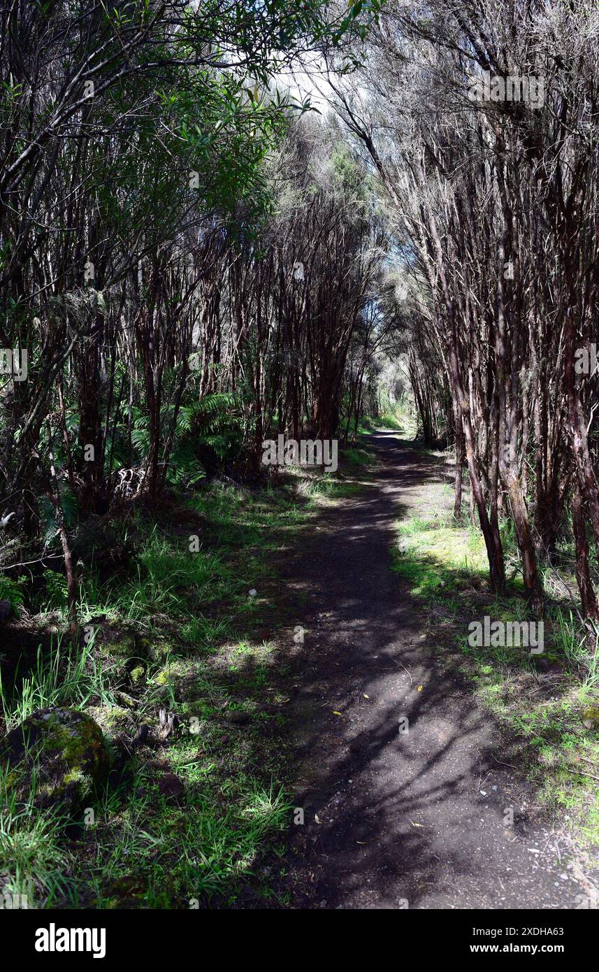 Trees forming a tunnel on the former railway track Stock Photo - Alamy
