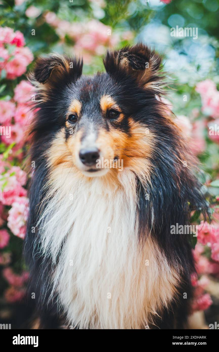 Shetland sheepdog breed hi-res stock photography and images - Alamy