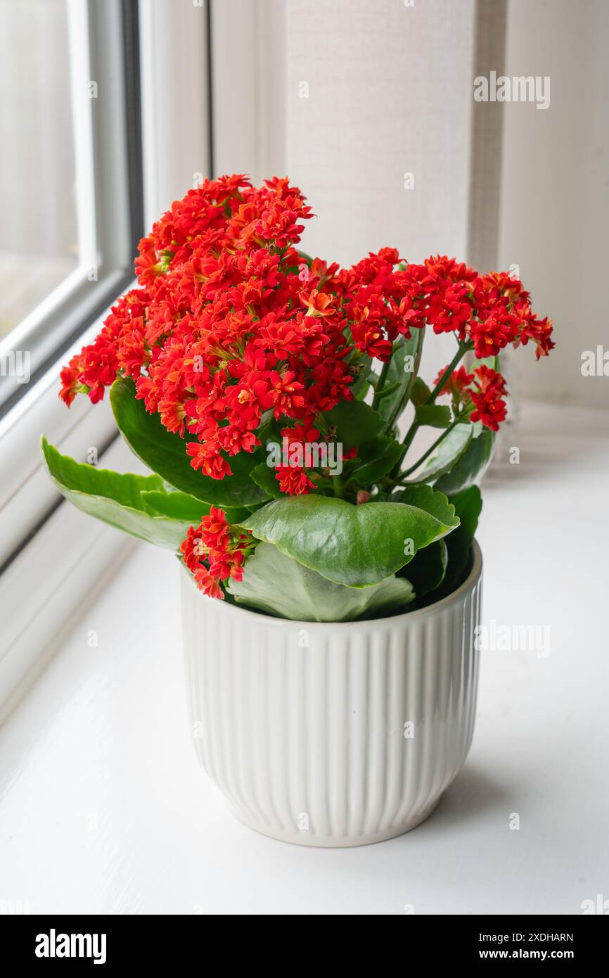 Widows thrill (Kalanchoe blossfeldiana) with red flowers, also known as ...