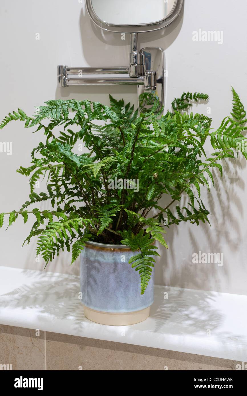 A semi evergreen male scaly fern (dryopteris affinis) with bipinnatifid ...