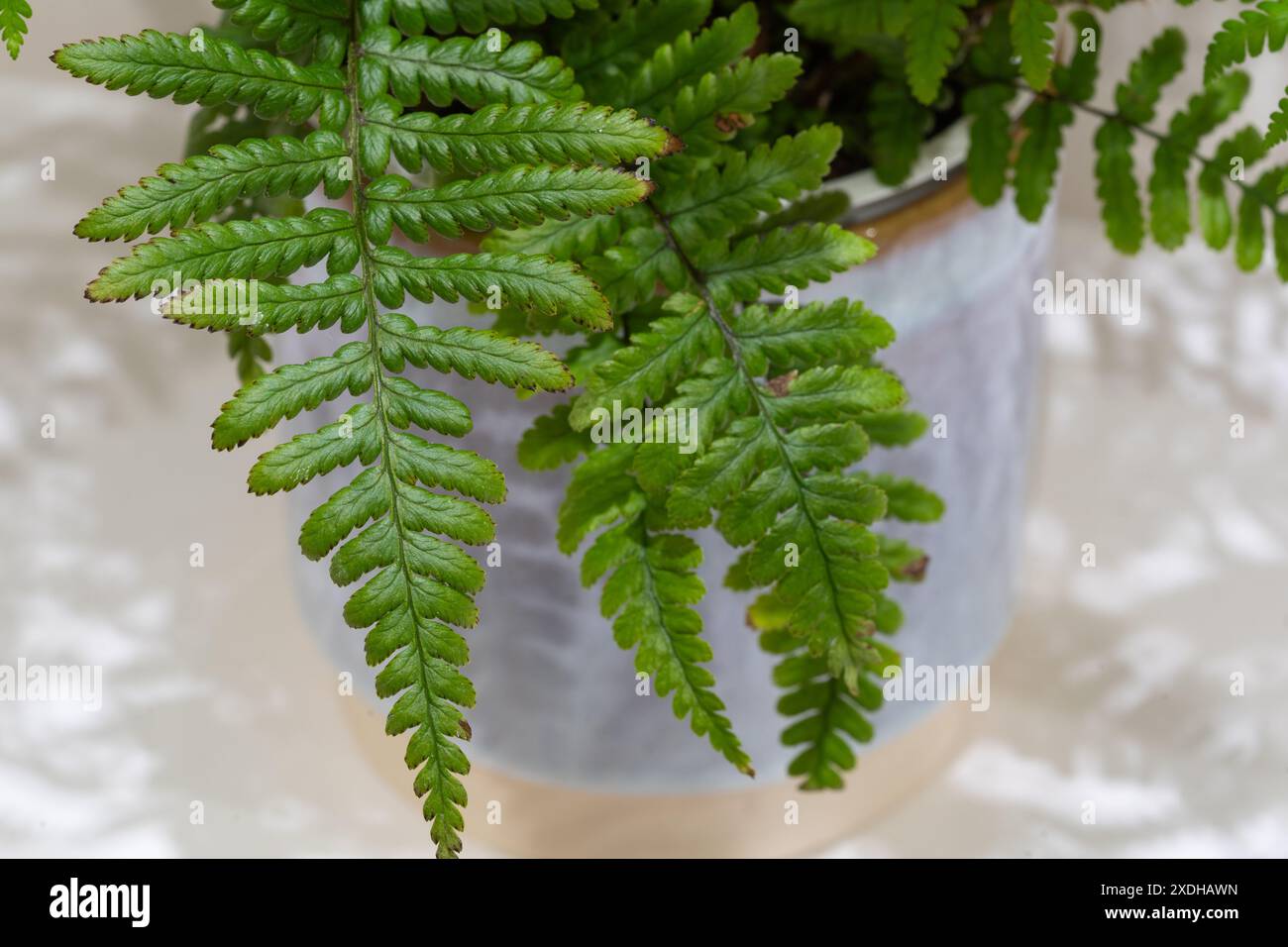 Semi growing hi-res stock photography and images - Alamy
