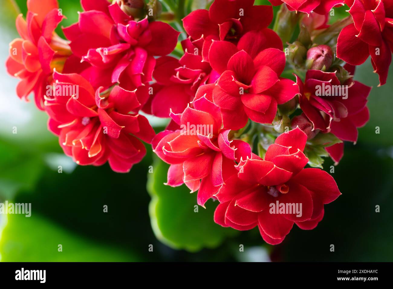 Widows thrill (Kalanchoe blossfeldiana) with red flowers, also known as ...