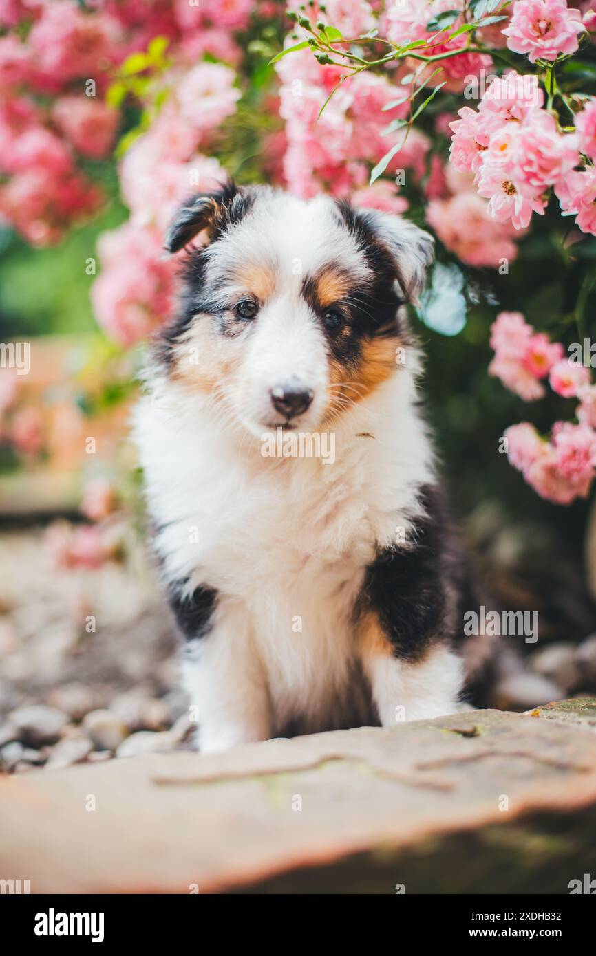 Shetland Sheepdog puppy Stock Photo - Alamy