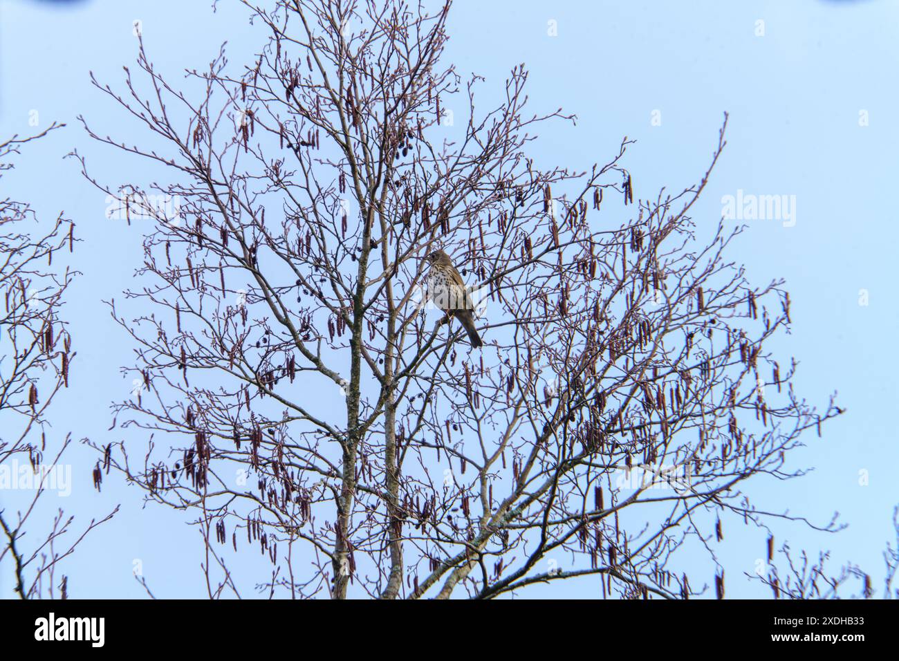 Turdus viscivorus Family Turdidae Genus Turdus Missel trush Mistle ...