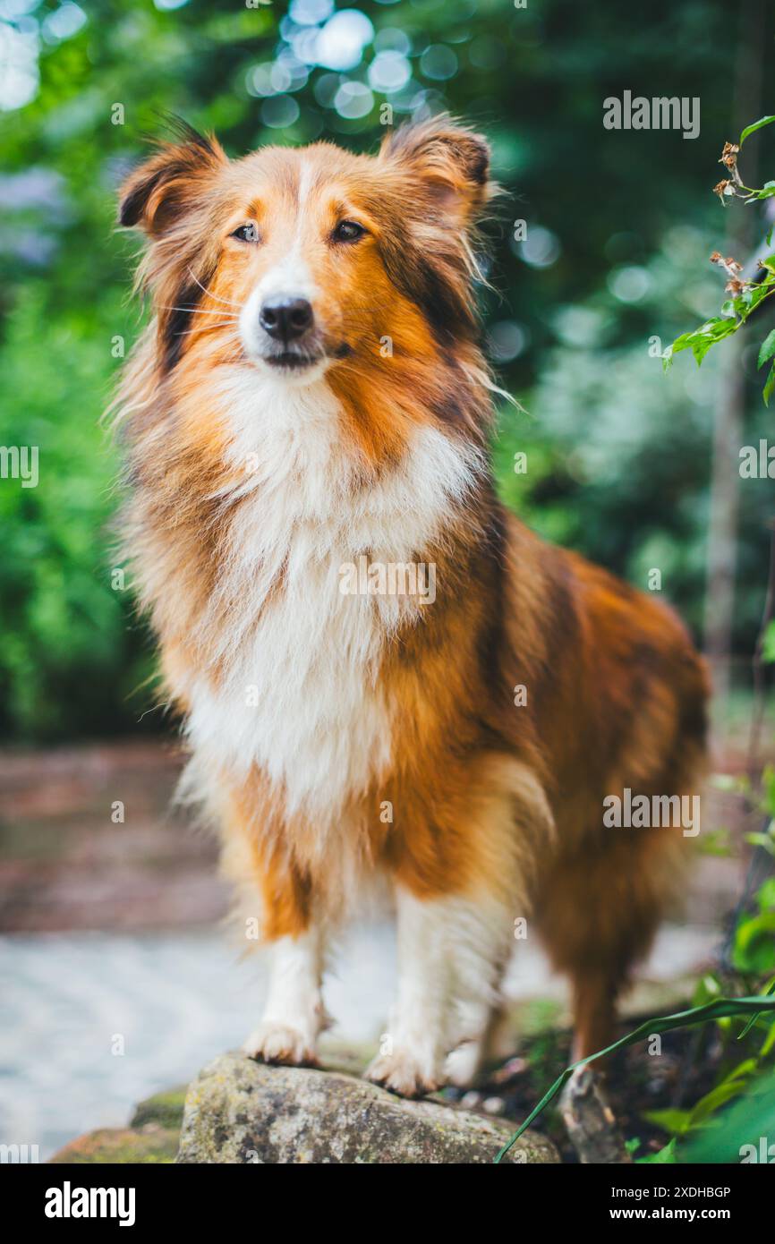British sheepdog hi-res stock photography and images - Alamy