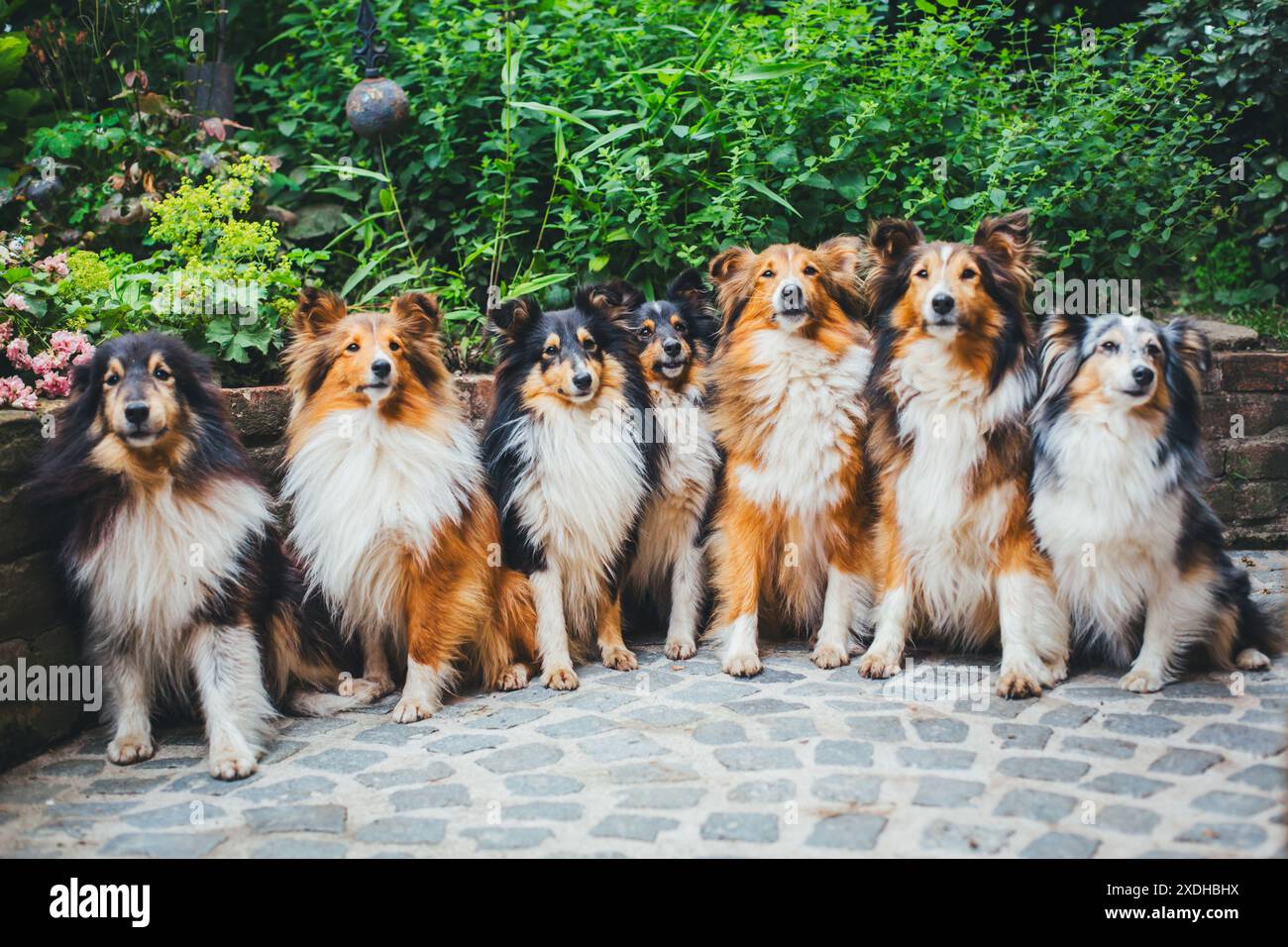 Group of Shetland Sheepdogs Stock Photo - Alamy