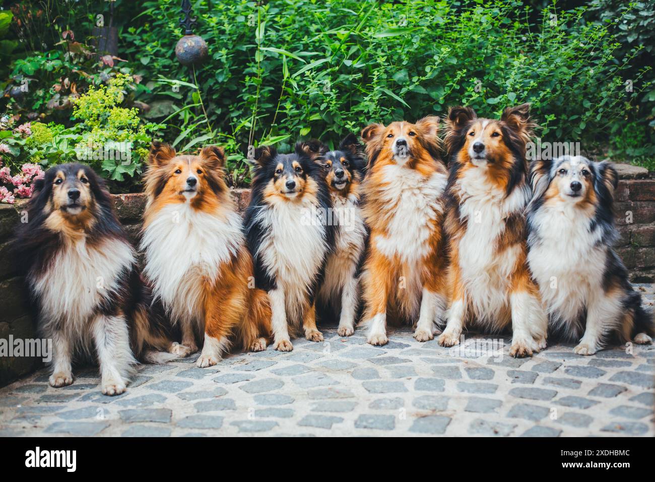 Group of Shetland Sheepdogs Stock Photo - Alamy