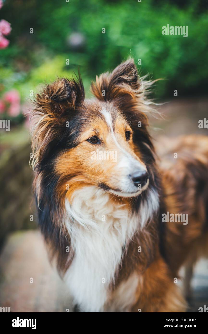 British sheepdog hi-res stock photography and images - Alamy