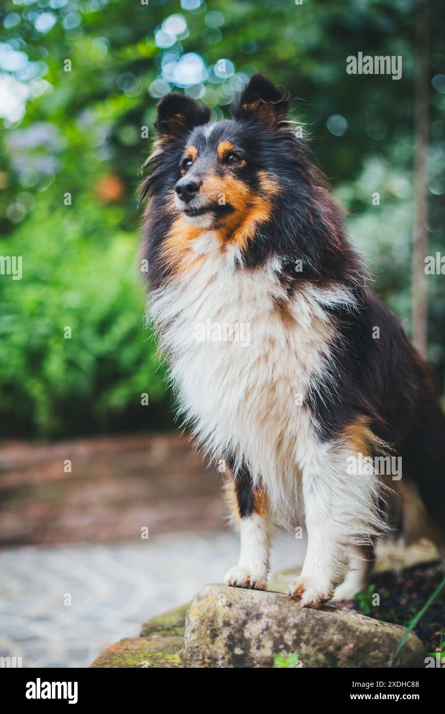 Dog shetland sheepdog sheltie adult hi-res stock photography and images ...