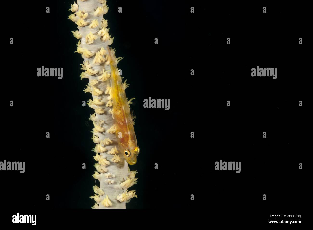 Black coral goby hi-res stock photography and images - Alamy