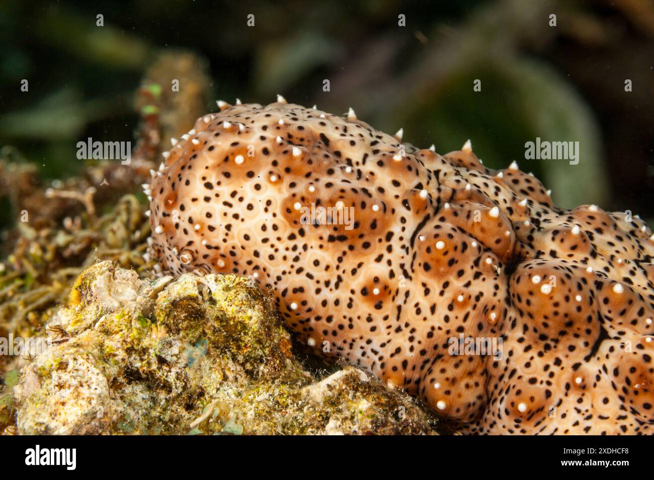 Mozambique, Nampula, Nacala, Nuarro, Sea Cucumber (Holothuroidea, fam ...