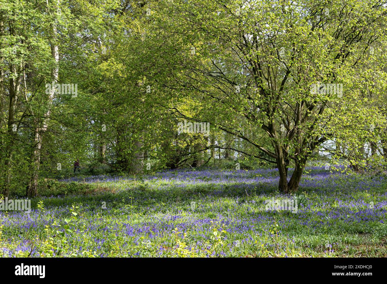 English bluebells in springtime, Norfolk, East Anglia, UK Stock Photo ...