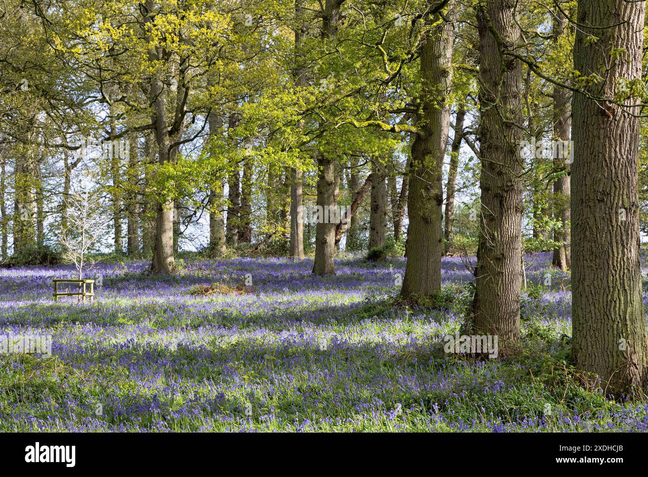 English bluebells in springtime, Norfolk, East Anglia, UK Stock Photo ...