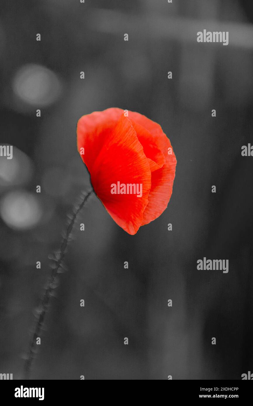 Poppy field as a symbol of Reconciliation Day Stock Photo - Alamy