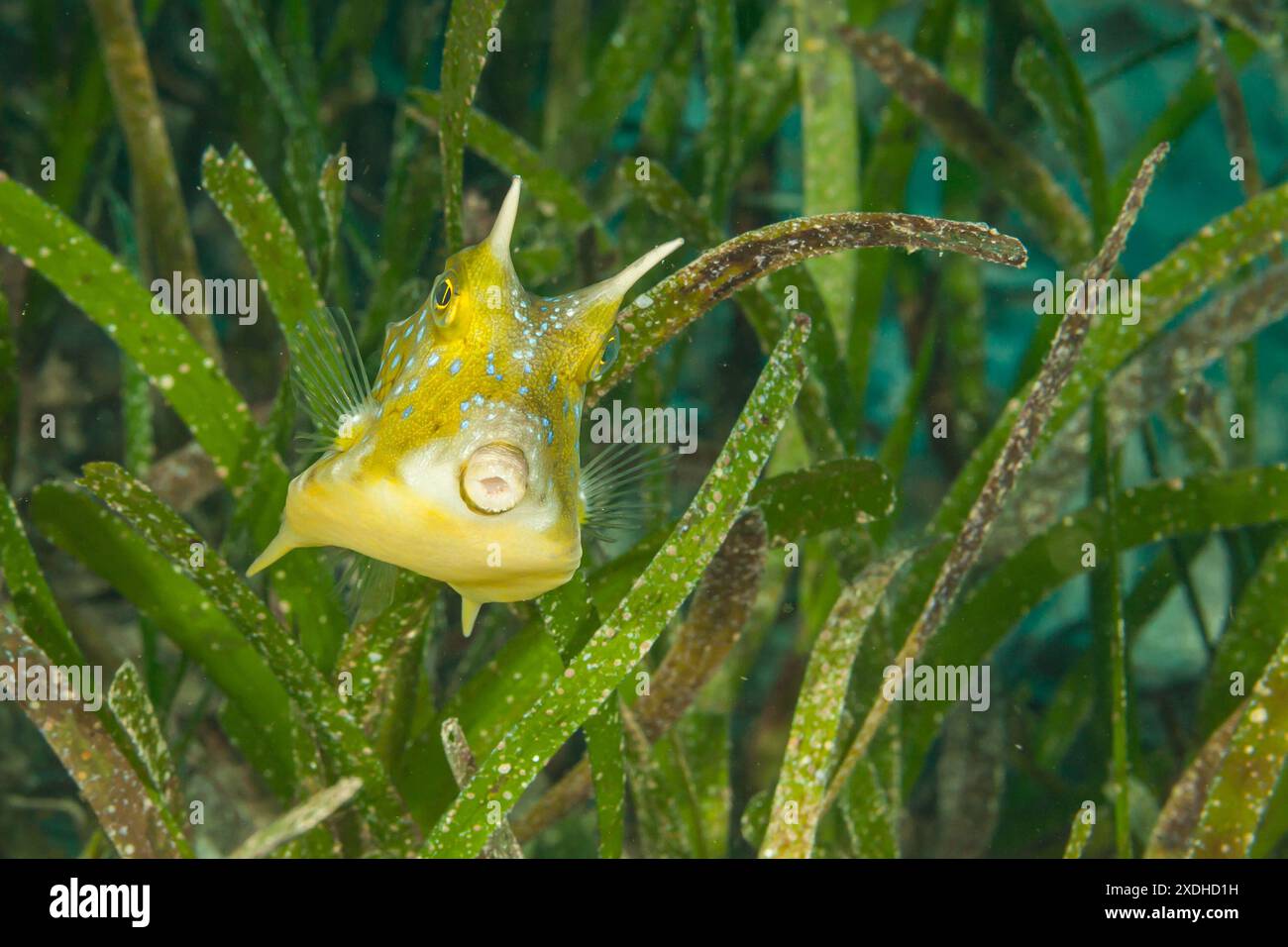 Lactoria cornuta longhorn cowfish hi-res stock photography and images ...