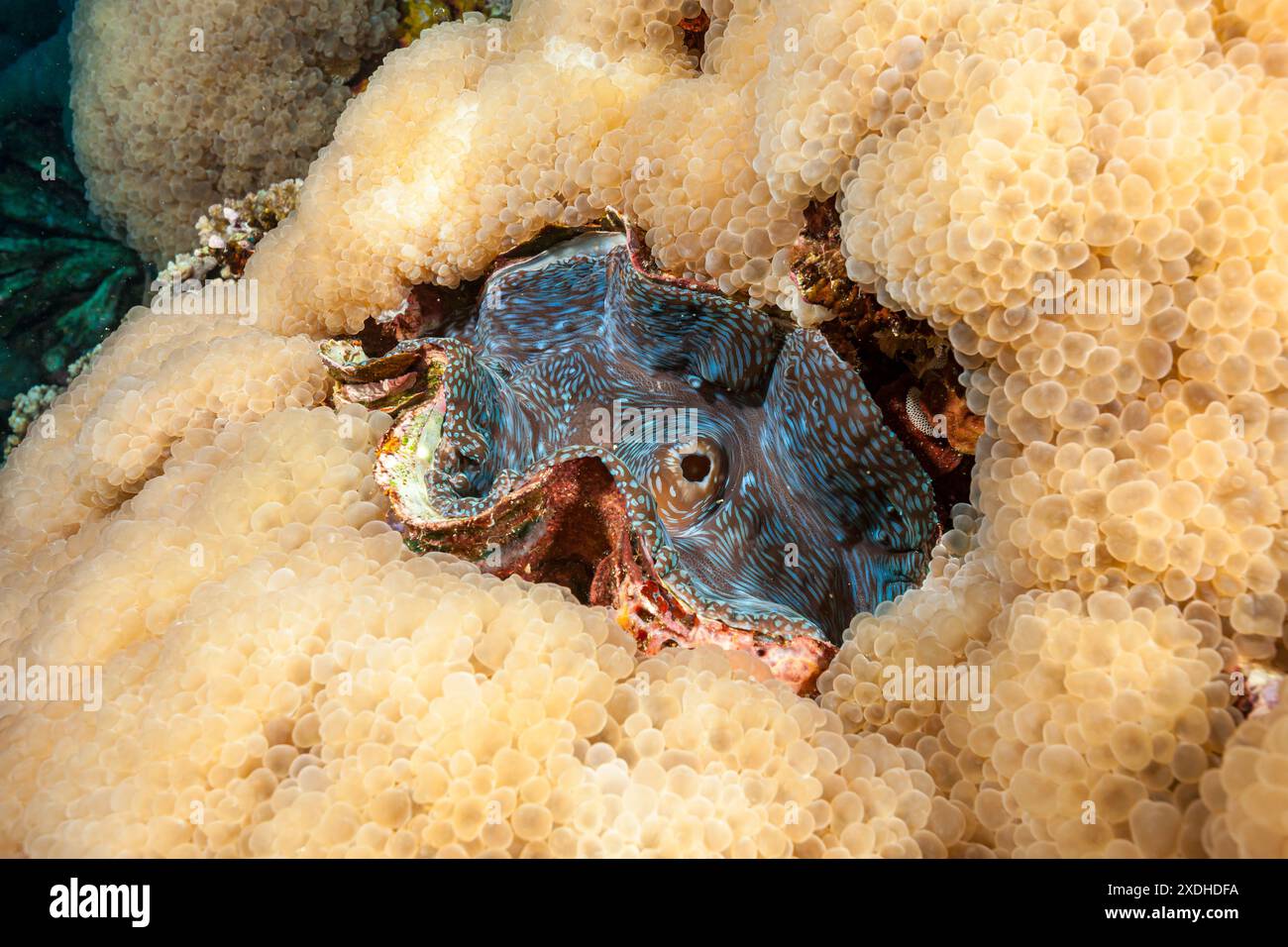 Mozambique, Nampula, Nacala, Nuarro, Small Giant Clam, Maxima Clam ...