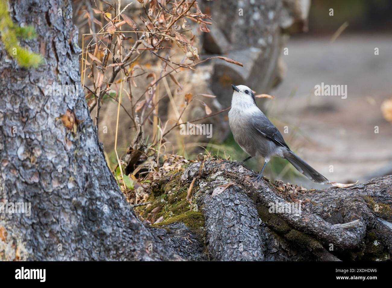 Canada Jay on a tree root. Banff National Park, Canadian Rockies ...