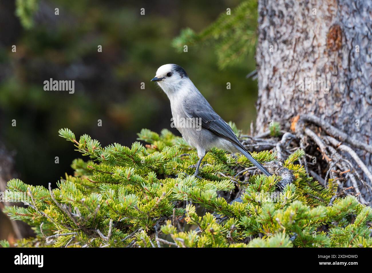 Canada Jay on a branch of tree. Banff National Park, Canadian Rockies ...