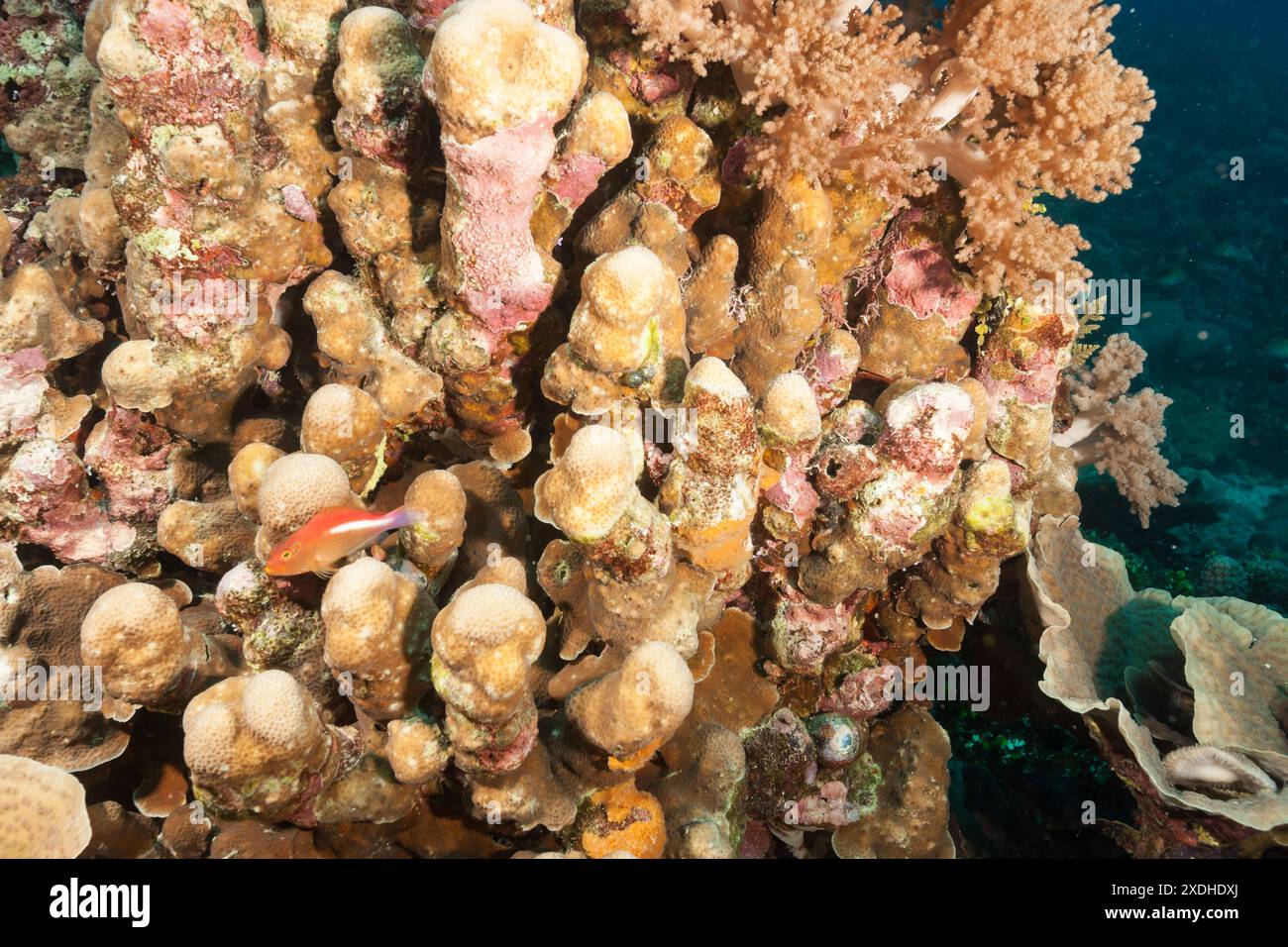 Mozambique, Nampula, Nacala, Nuarro, Coral reef Stock Photo - Alamy