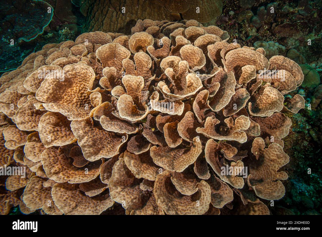 Mozambique, Nampula, Nacala, Nuarro, Cabbage Coral (Turbinaria ...