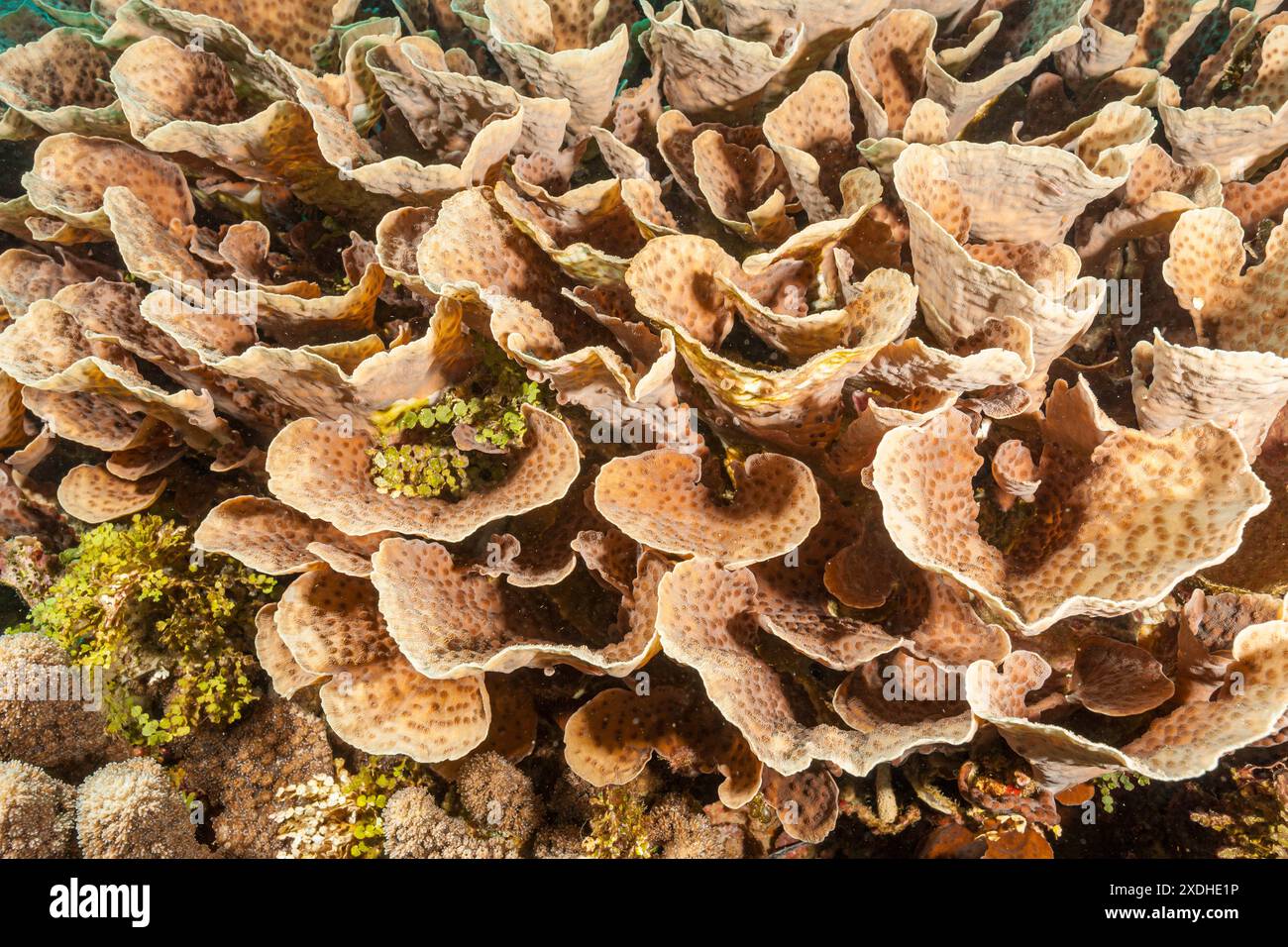 Mozambique, Nampula, Nacala, Nuarro, Cabbage Coral (Turbinaria ...