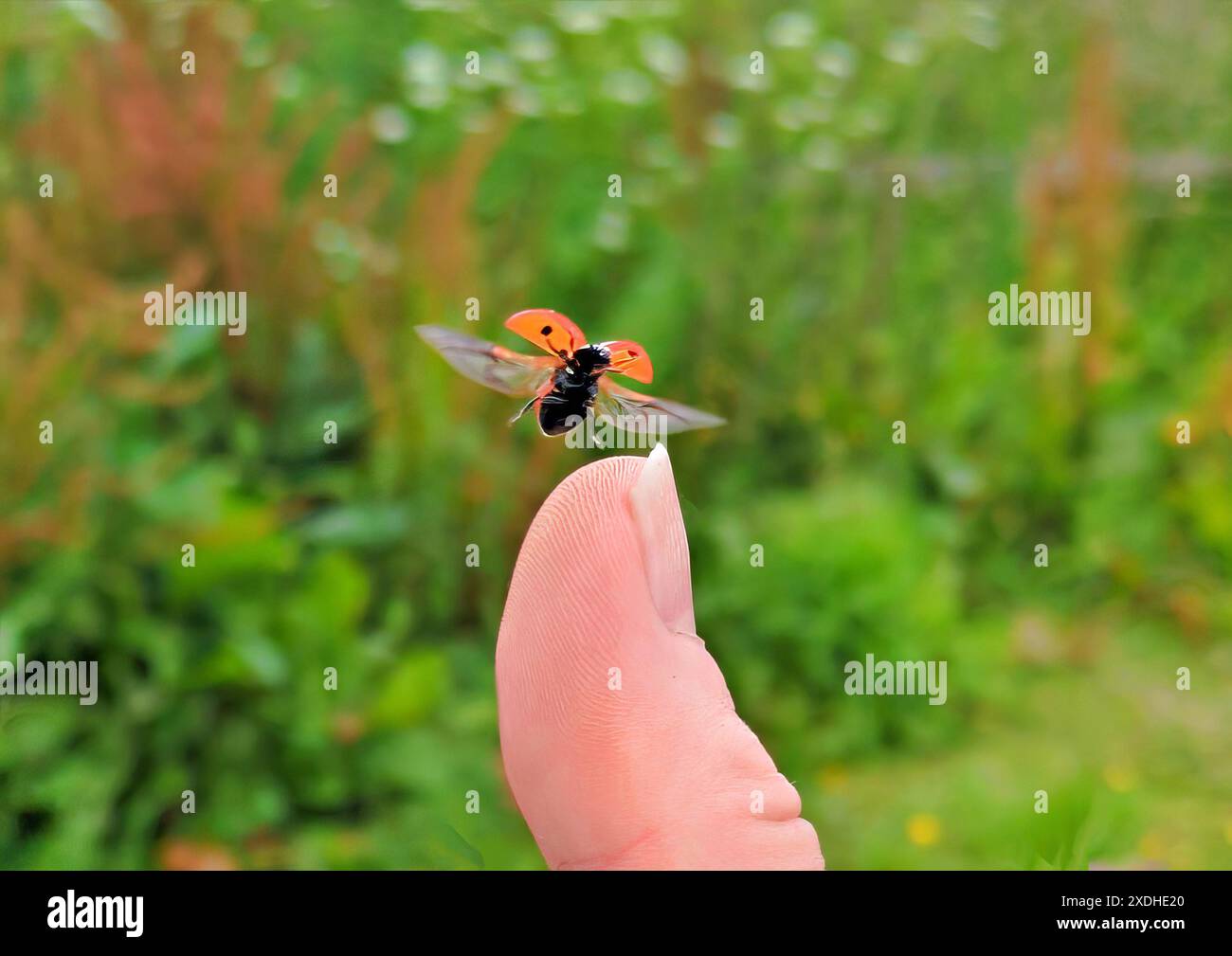Ladybird insect flight flying hi-res stock photography and images - Alamy