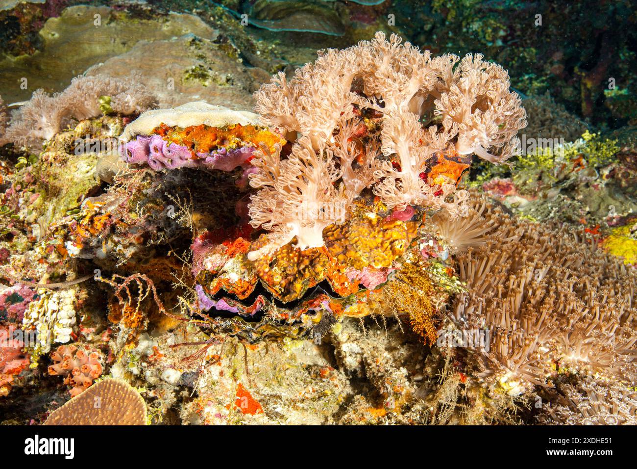 Mozambique, Nampula, Nacala, Nuarro, Coral reef Stock Photo - Alamy