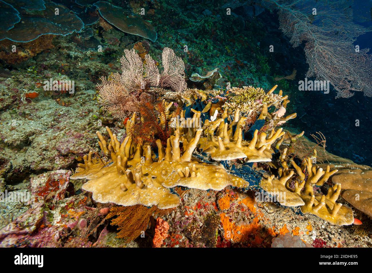Mozambique, Nampula, Nacala, Nuarro, Coral reef Stock Photo - Alamy