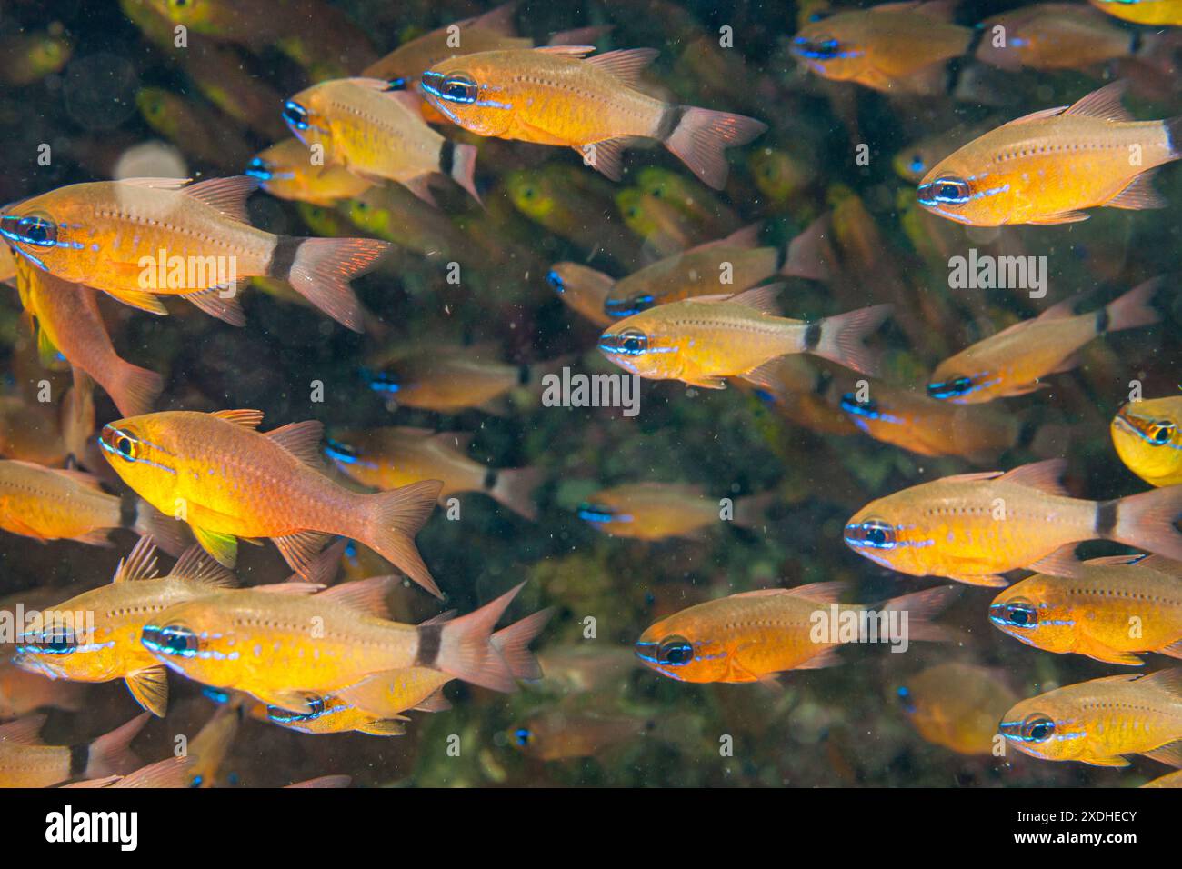 Mozambique, Nampula, Nacala, Nuarro, Short-tooth Cardinal (Ostorhinchus ...