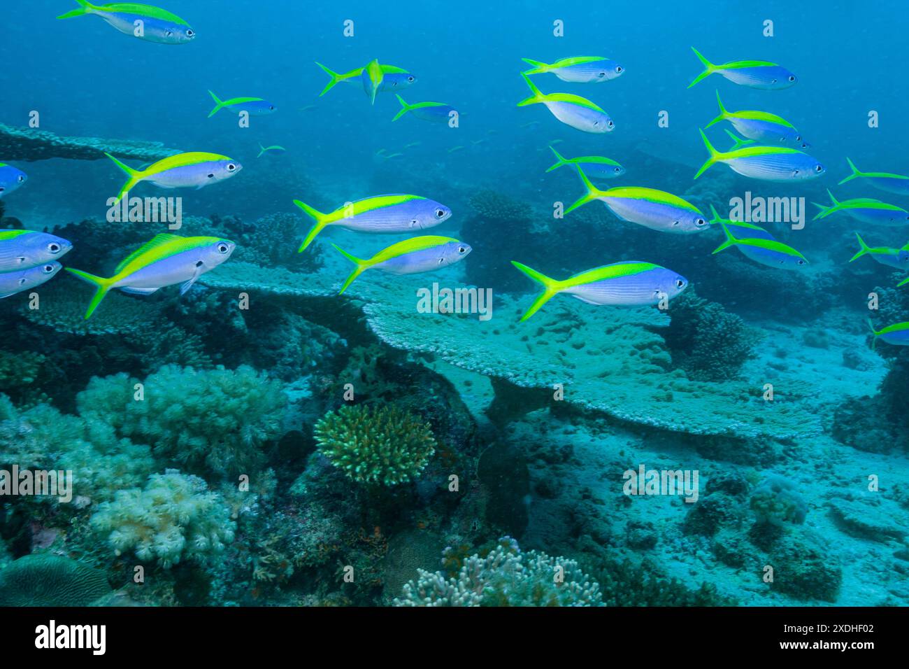 Mozambique, Cabo Delgado, Matemo Island, Yellow Blueback Fusilier ...