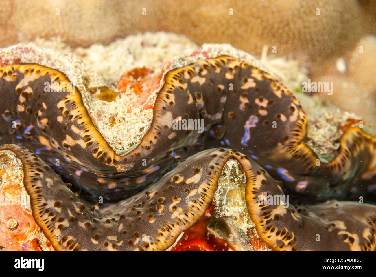 Mozambique, Cabo Delgado, Rolas Island, Small Giant Clam, Maxima Clam ...