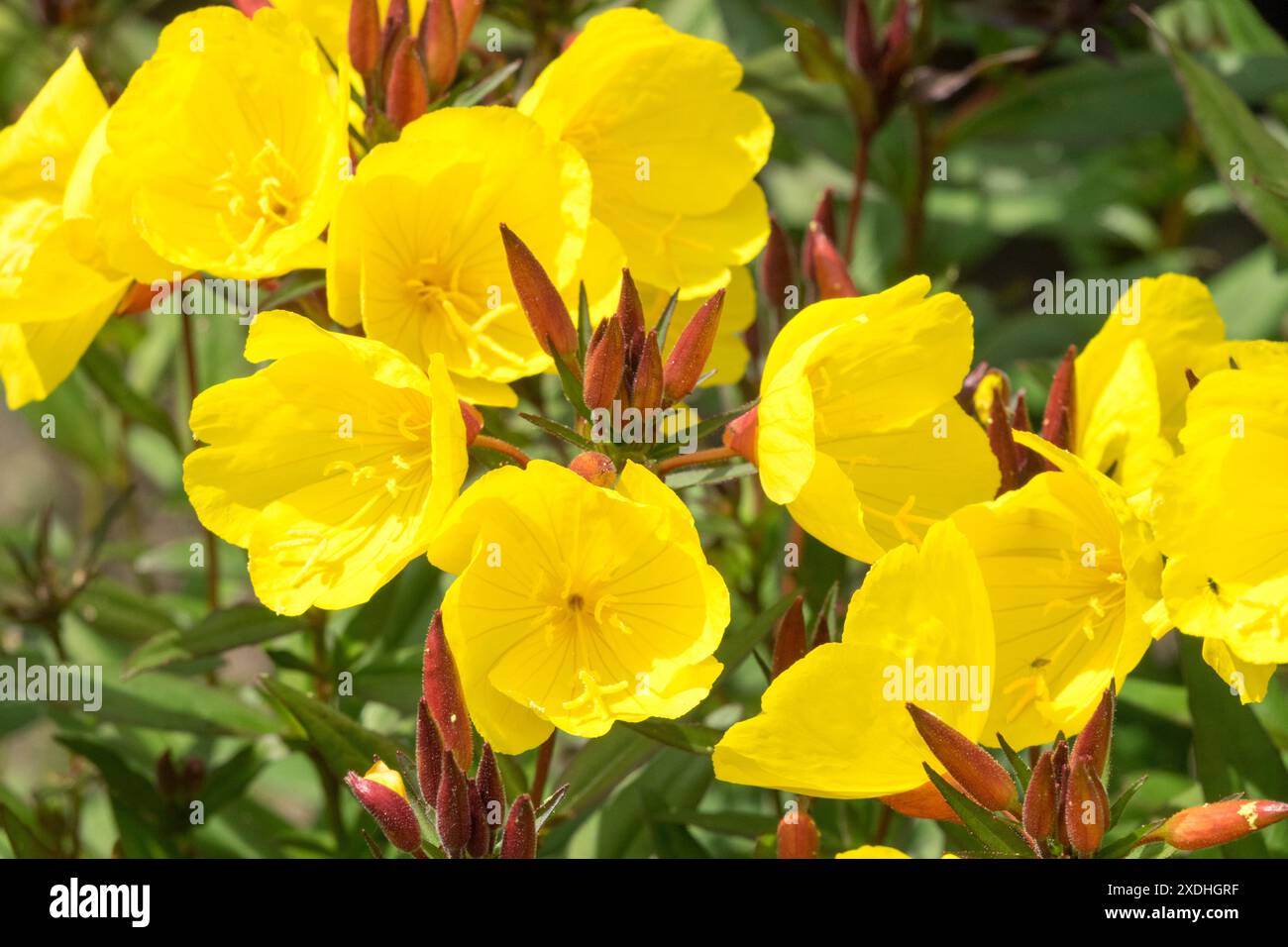 Yellow flowers Oenothera fruticosa "Sonnenwende" Garden Plant Flower ...