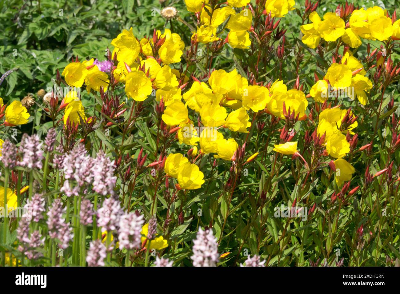 Yellow, Oenothera fruticosa "Sonnenwende" Garden Plants Perennials ...