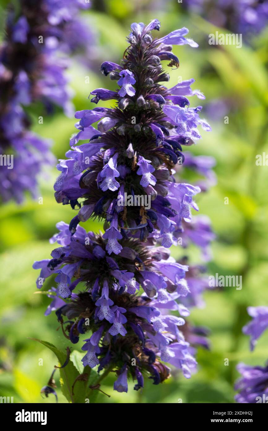 Catmint nepeta subsessilis washfield hi-res stock photography and ...