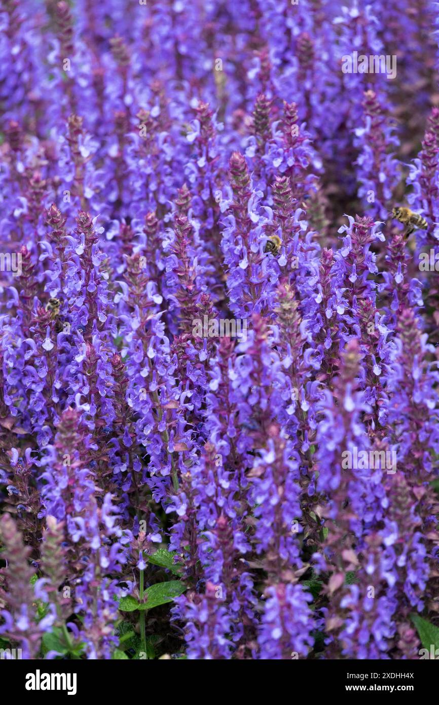 Blue Flowers Salvia nemorosa "Blue Field" Hardy, Garden Plant Perennial ...