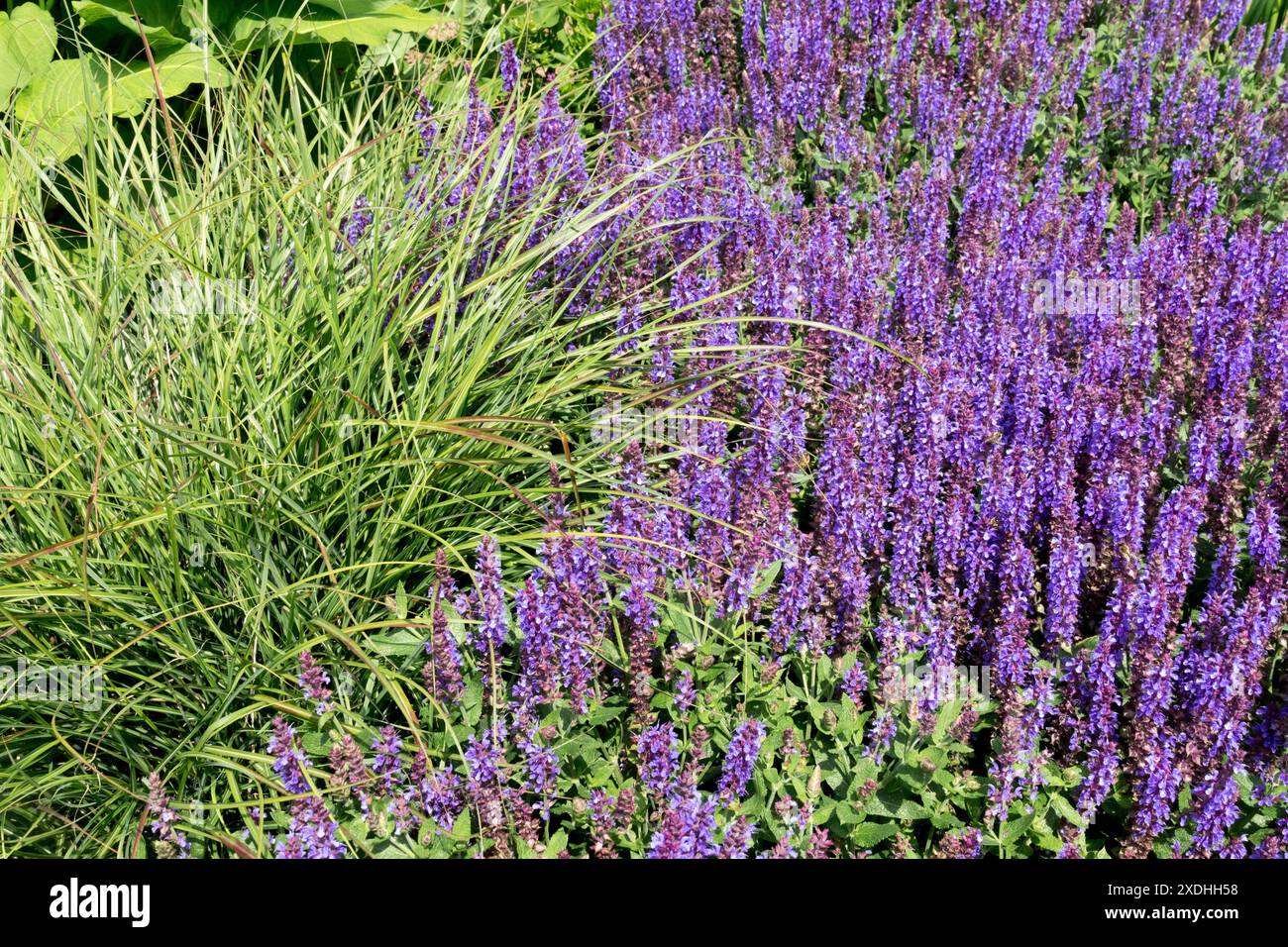 Salvia nemorosa "Blue Field" Flowers Garden Plant Perennials Maiden ...