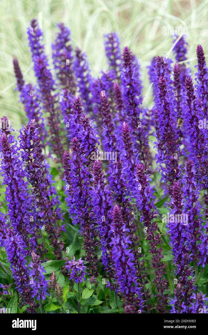 Meadow Sage Salvia x superba "Bordeau Deep Blue Stock Photo - Alamy