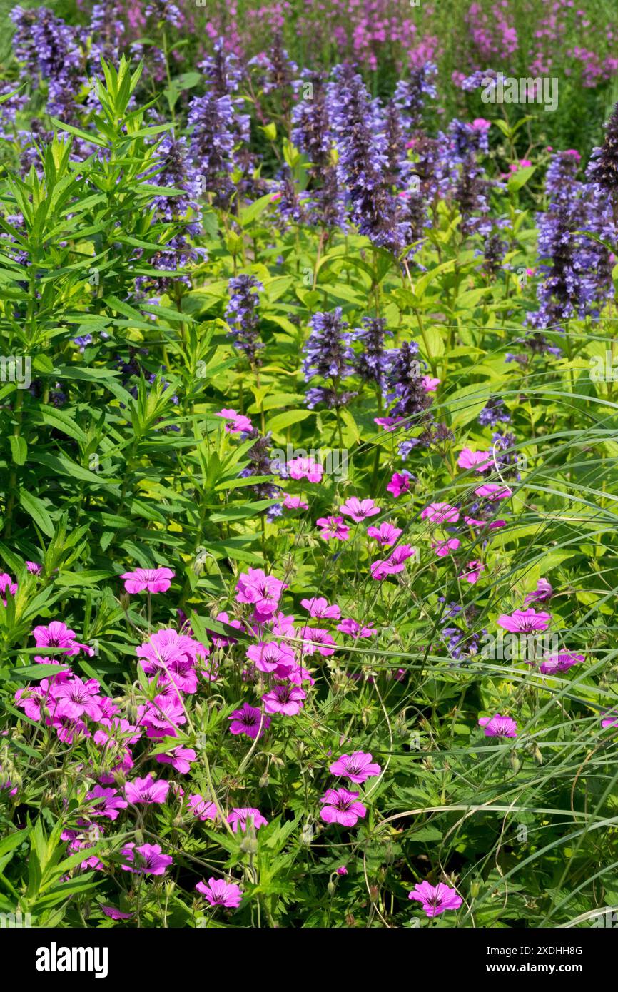 Blue, Catmint Nepeta subsessilis "Washfield", Flowers Pink Geranium ...