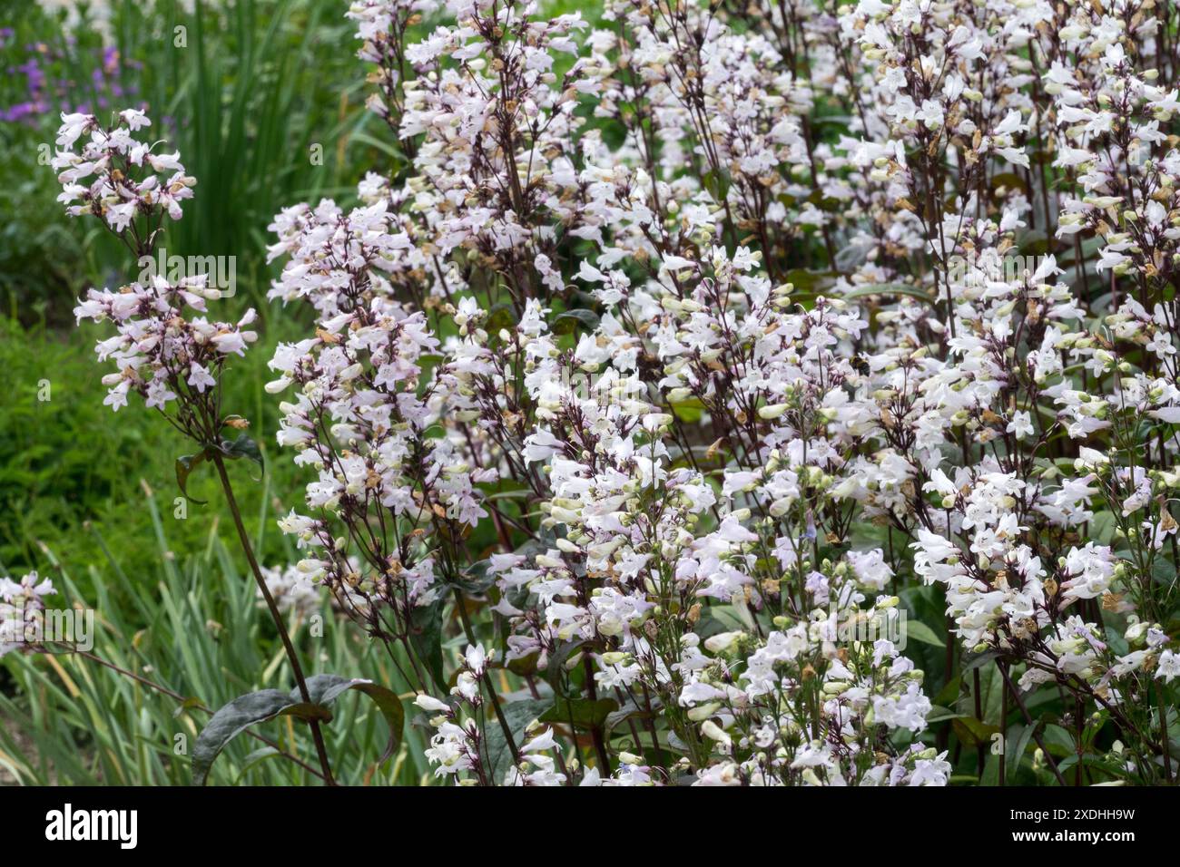Penstemon digitalis "Huskers Red Superior" Foxglove Beardtongue ...
