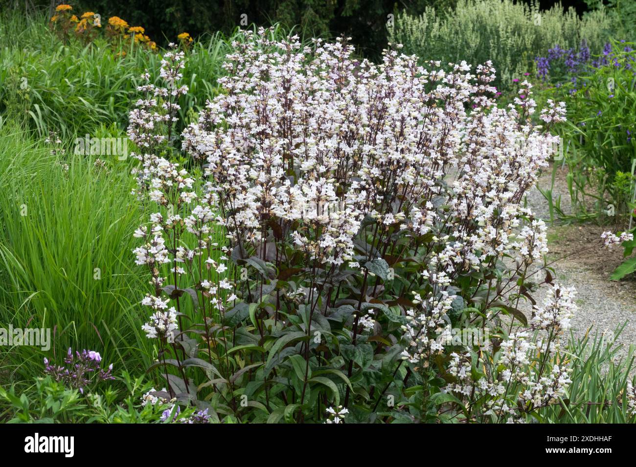 Penstemon digitalis "Huskers Red Superior" Foxglove Beardtongue ...