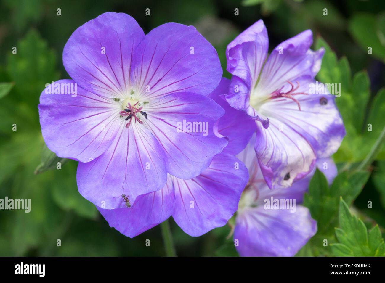 Azure flowers hi-res stock photography and images - Alamy