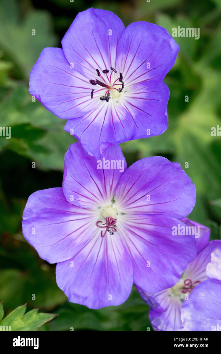 Blue Hardy Geranium "Azure Rush" flower Stock Photo - Alamy