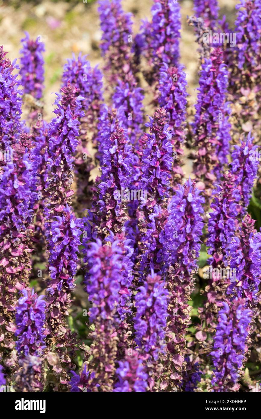 Purple Hardy,Salvia nemorosa Alberich Stock Photo - Alamy