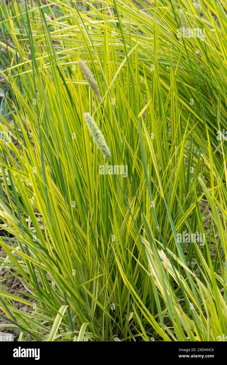Alopecurus pratensis "Aureovariegatus" Gold Foxtail Grass Stock Photo ...
