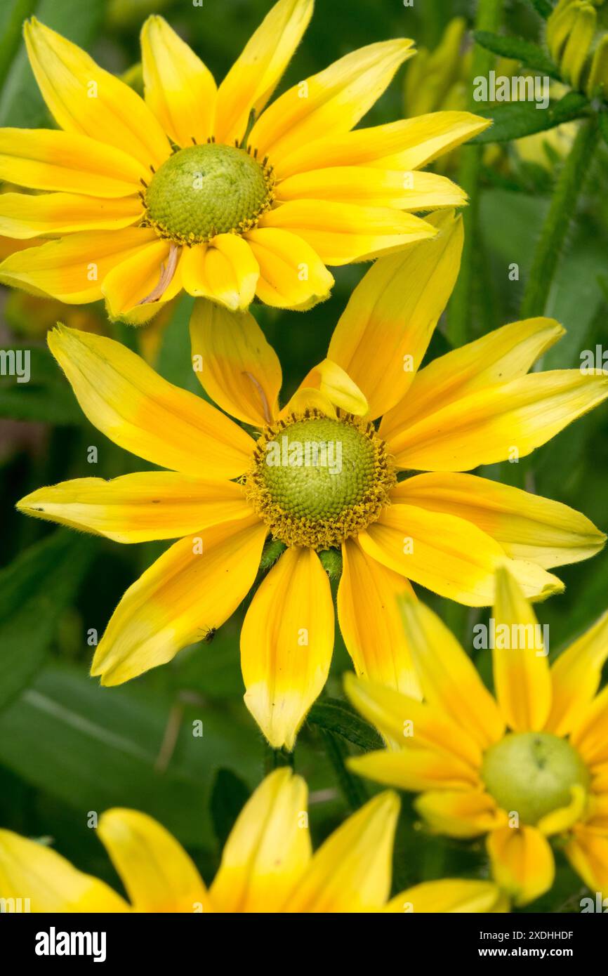 Black-eyed Susan Gloriosa Daisy Yellow Ox-eye Daisy, Rudbeckia hirta ...